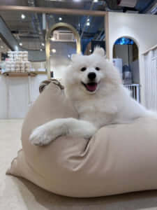 原宿の新定番『サモエドカフェmoffu』は白い天使たちにモフれる夢のような癒やしの空間♡｜itSnapマガジン