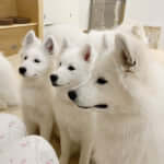 原宿の新定番『サモエドカフェmoffu』は白い天使たちにモフれる夢のような癒やしの空間♡｜itSnapマガジン